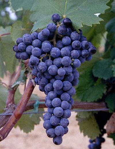 Our Temecula Valley Vineyard Wine Grapes - Raul Ramirez Winery